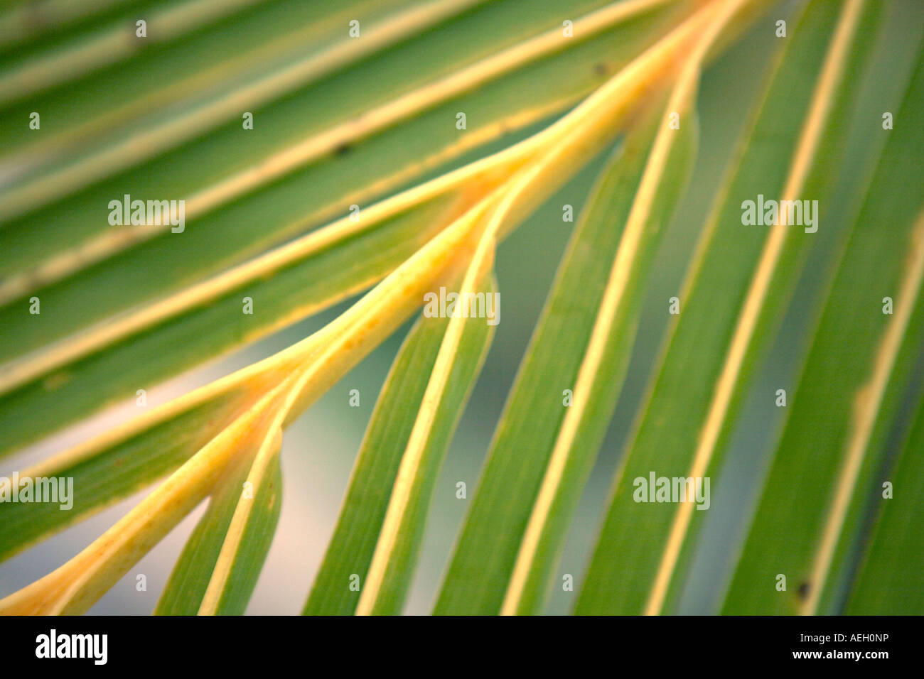 Feathered leaves hi-res stock photography and images - Alamy