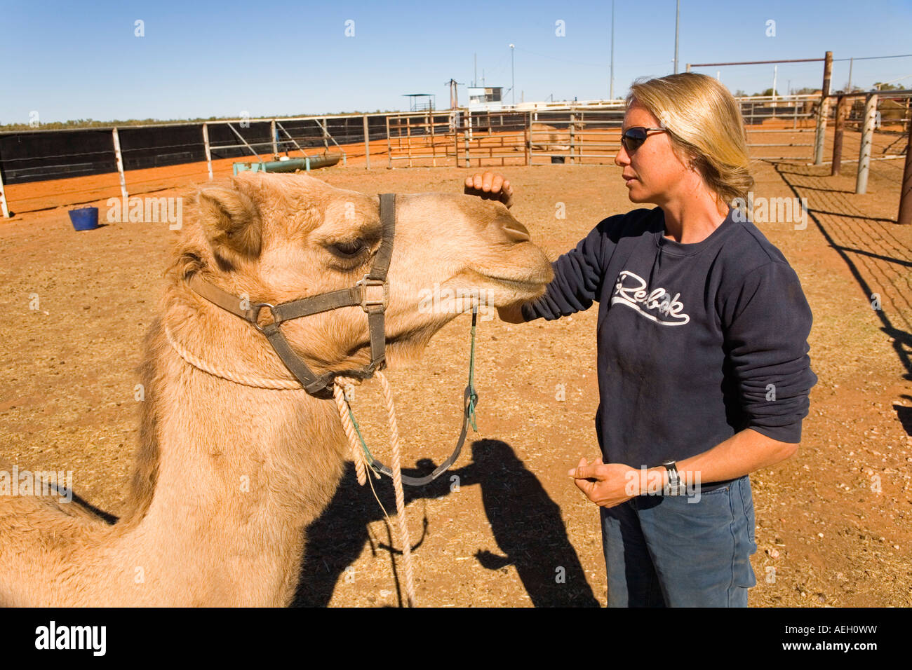 Australia cup camel hi-res stock photography and images - Alamy
