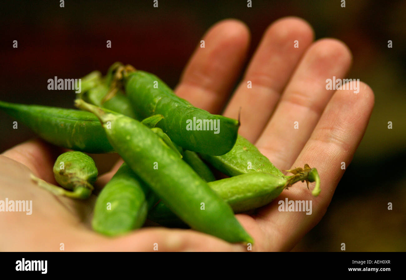 Peas in palm hand Stock Photo - Alamy