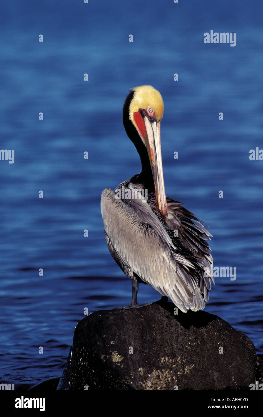 Preening oil hi-res stock photography and images - Alamy