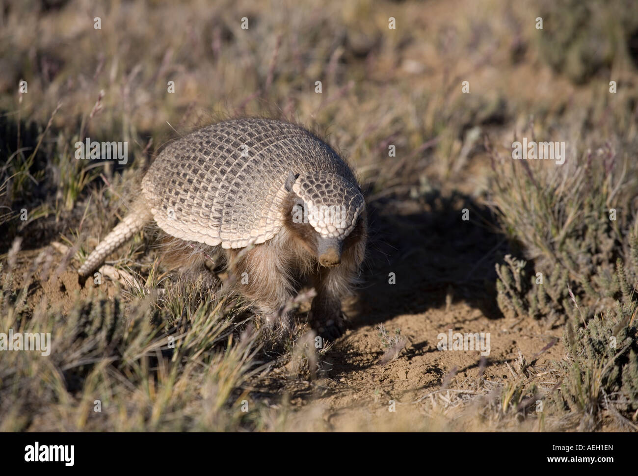 Argentina Santa Cruz Province Dwarf Armadillo Zaedyus pichiy in ...