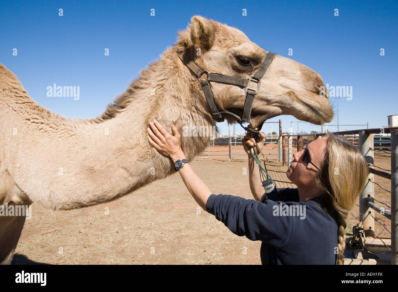 Glenda Sutton works with one of her camels on the eve of the Boulia Cup ...