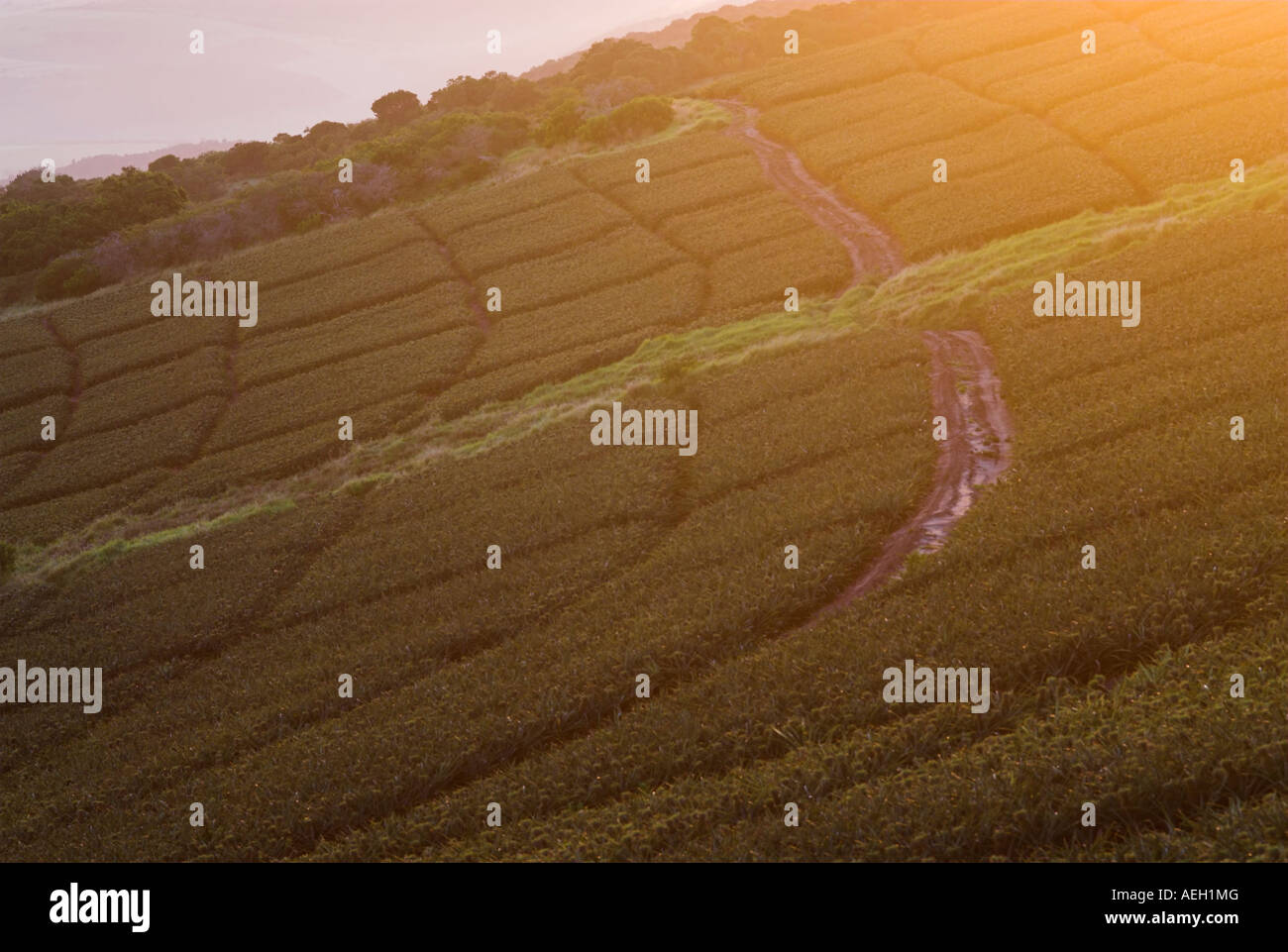 sunrise over pineapple (Ananas comosus) fields in South Africa's ...