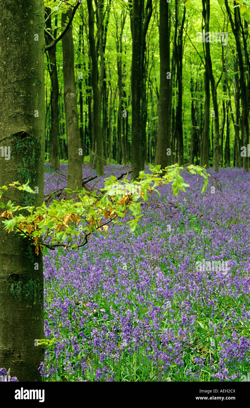 Bluebell Woods Micheldever Hampshire England UK Stock Photo - Alamy