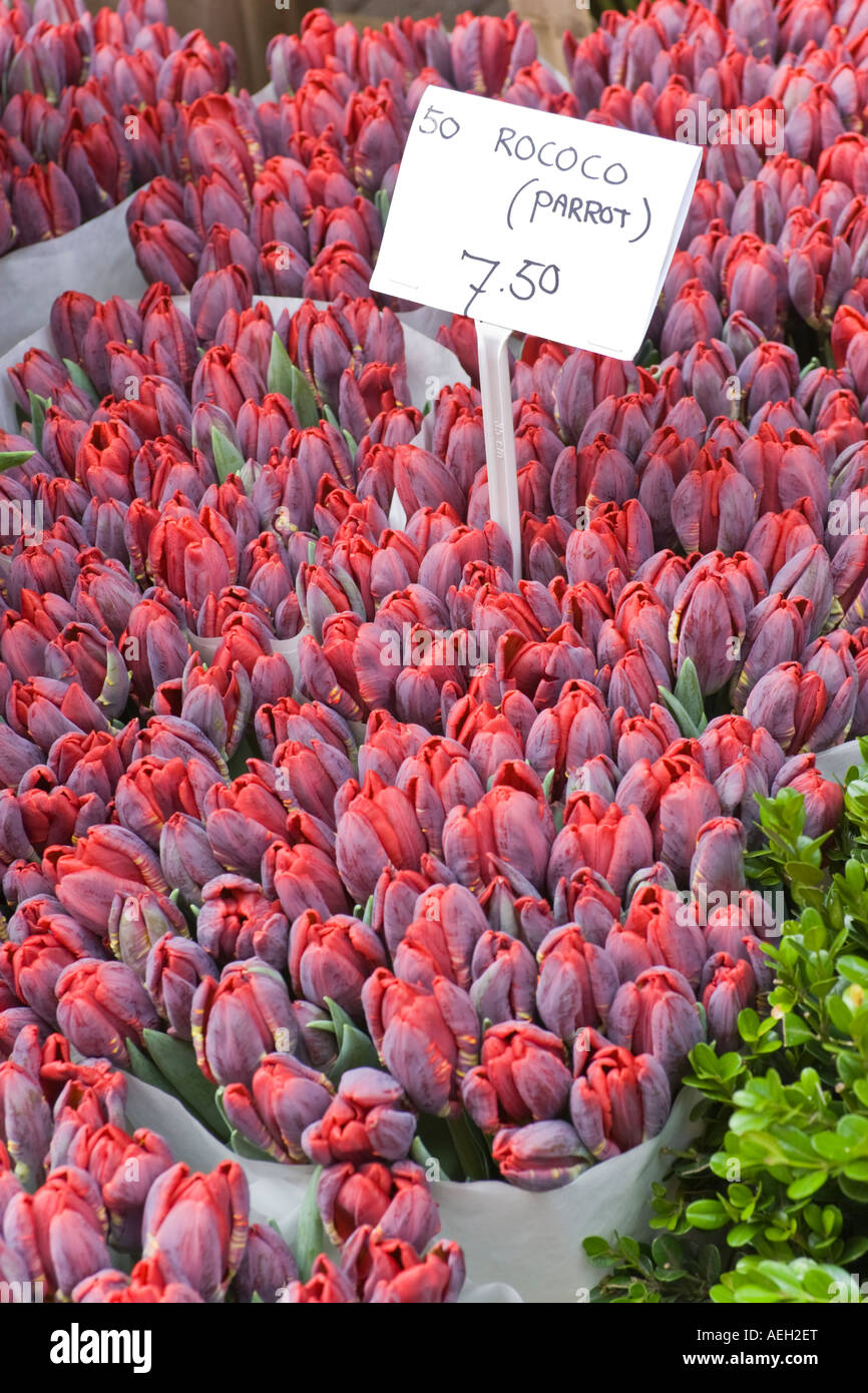 Rococo Parrot Tulips at Flower market Amsterdam Netherlands Stock Photo ...
