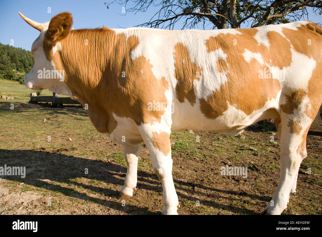 Cow on Slivnica Mountain , Slovenia Stock Photo - Alamy