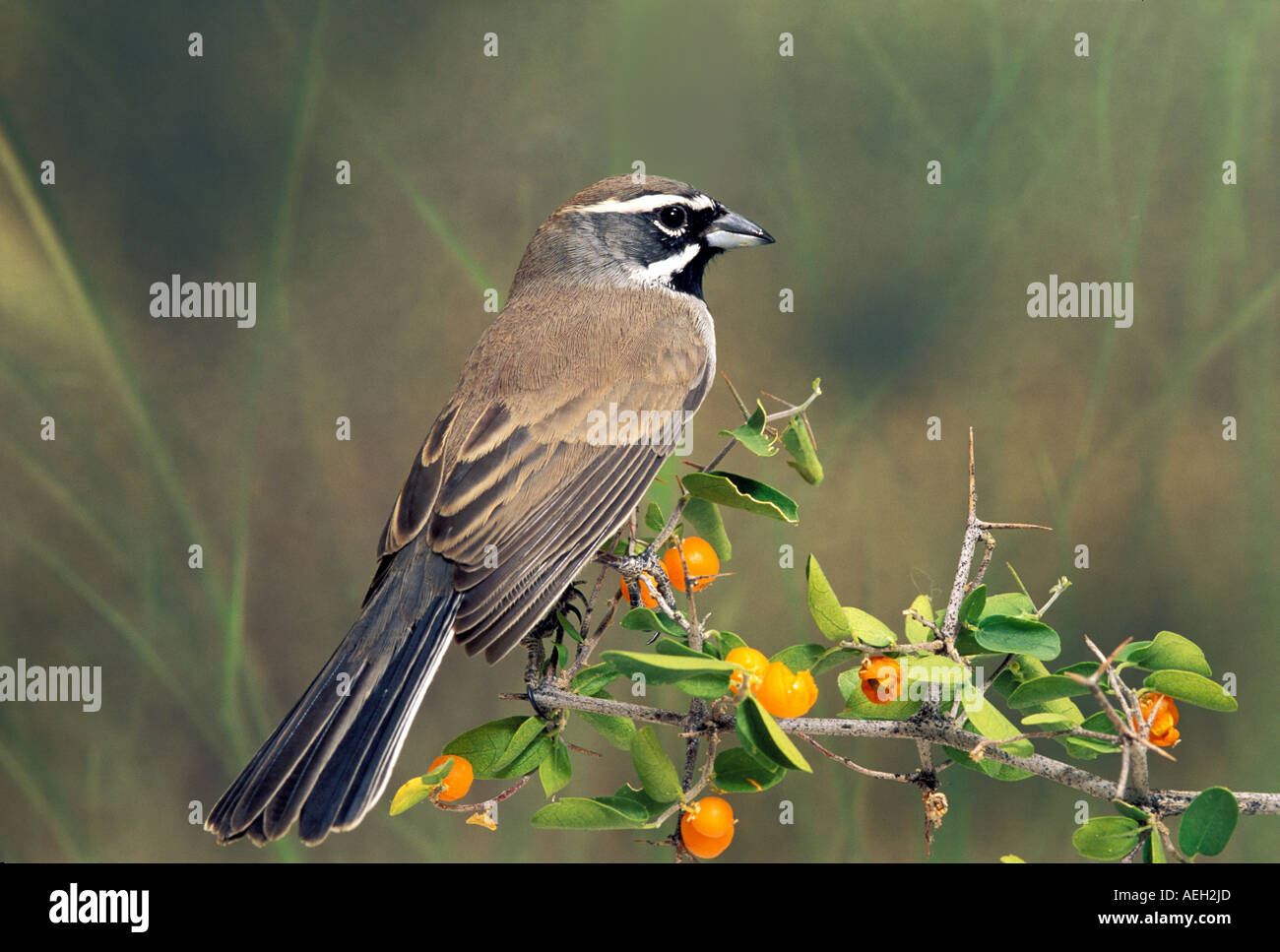 Black throated sparrow on limb desert hi-res stock photography and ...