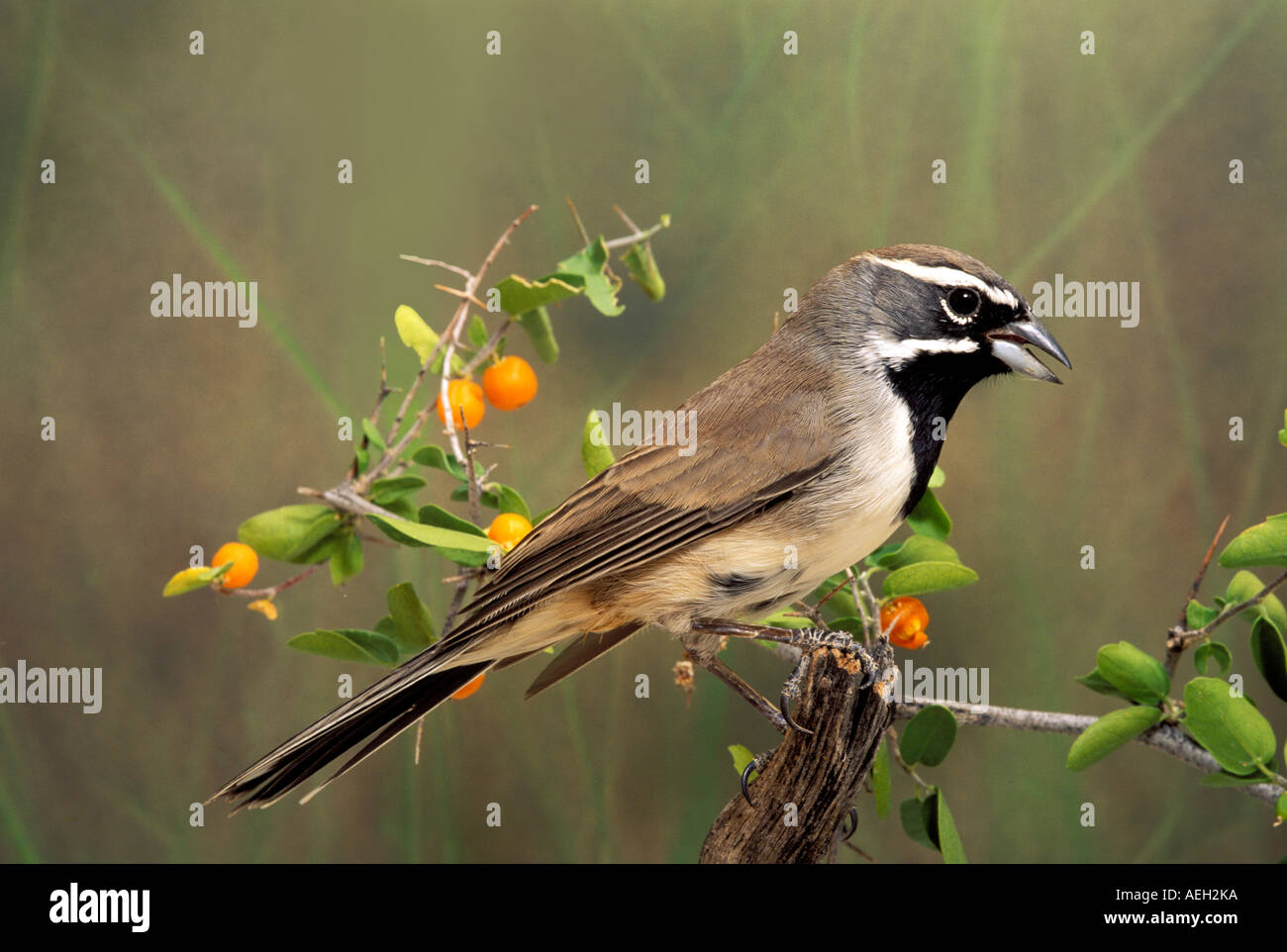 Black throated sparrow on limb desert hi-res stock photography and ...