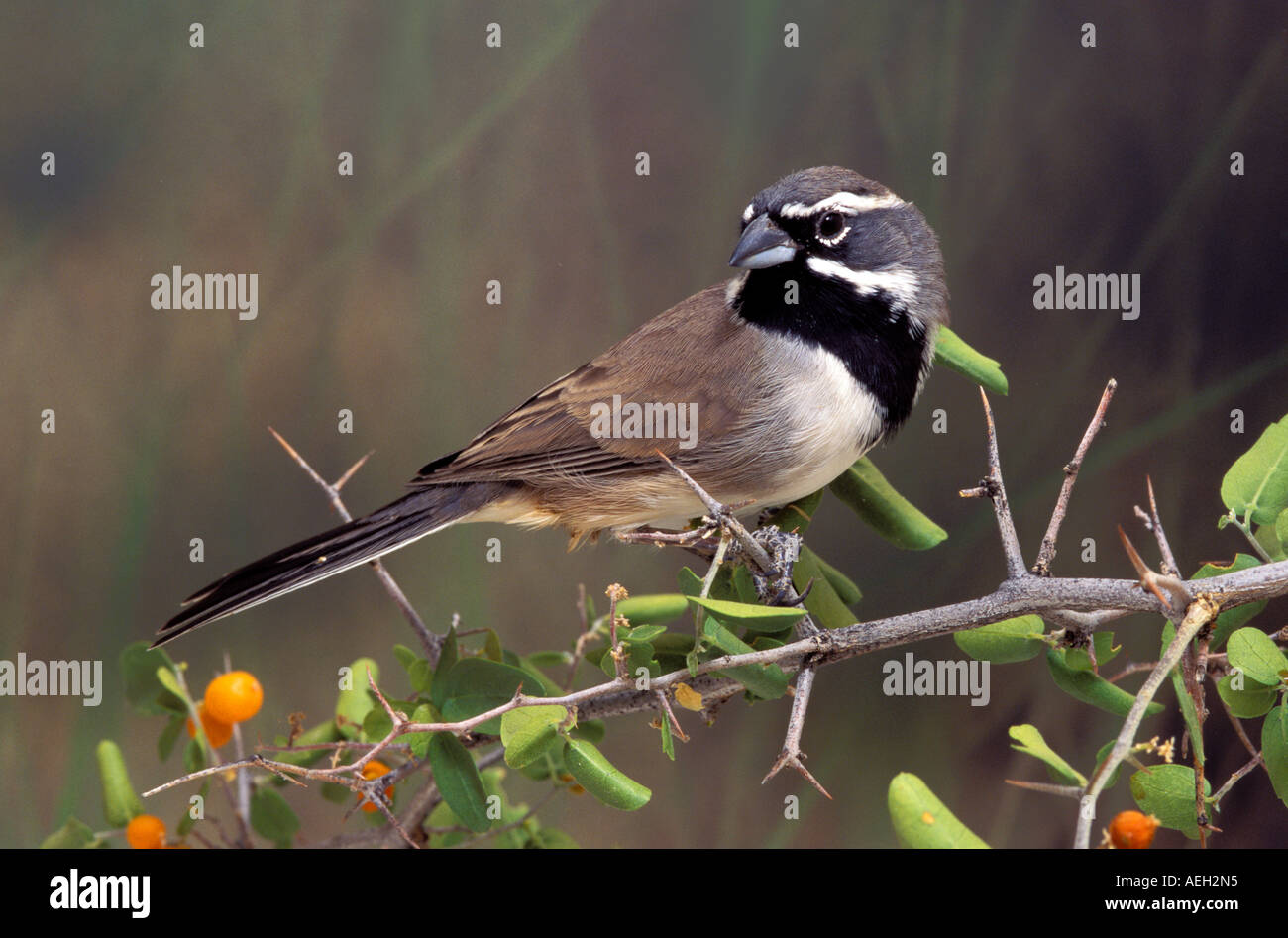 Black throated sparrow on limb desert hi-res stock photography and ...