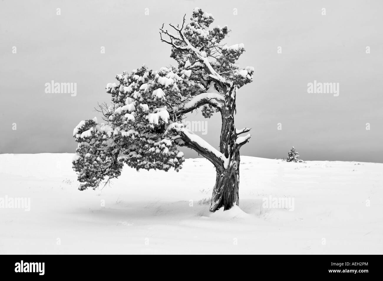 Juniper trees Black and White Stock Photos & Images - Alamy
