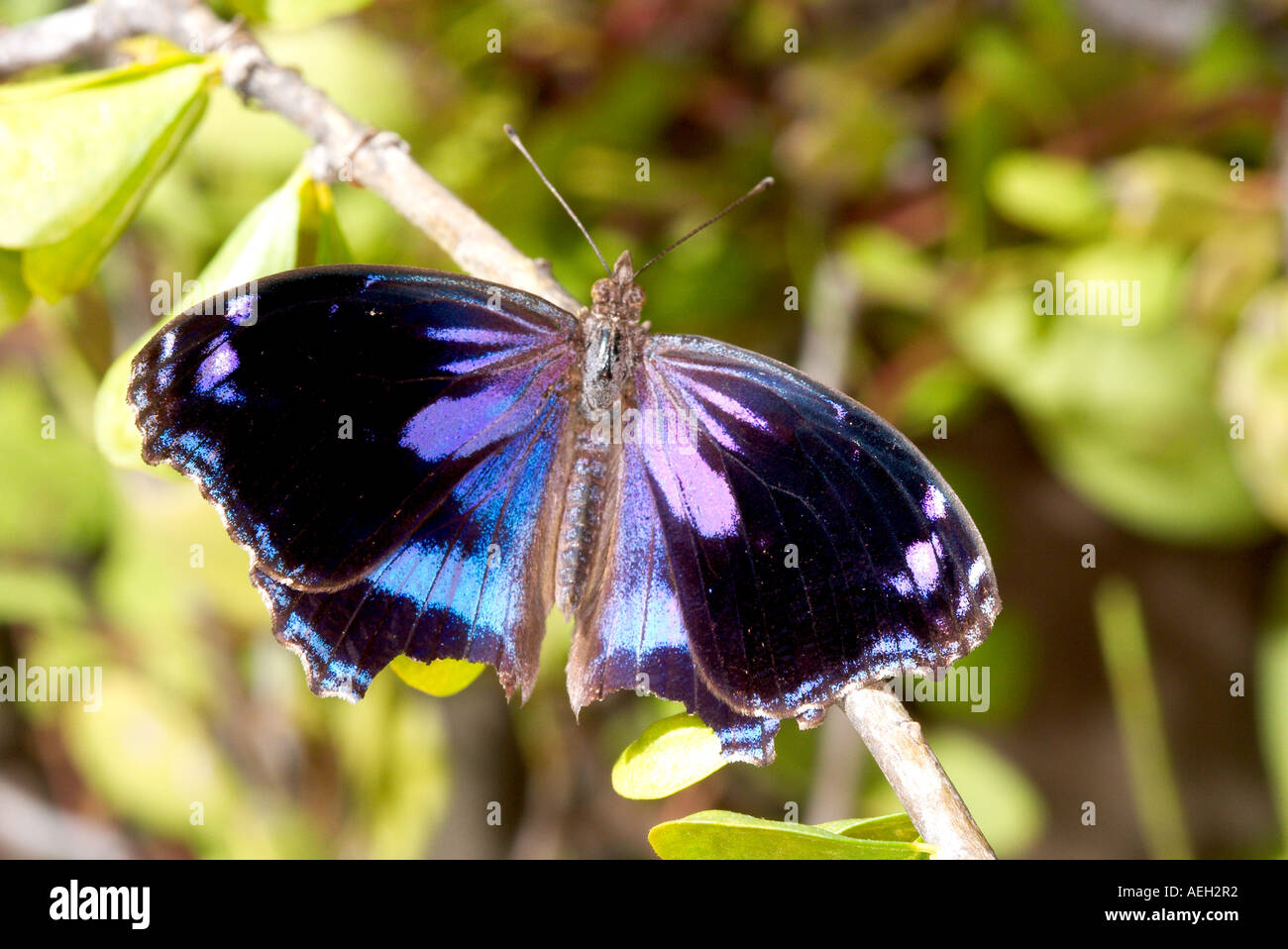 Blackened Bluewing butterfly on twig shows off brilliant purple and ...