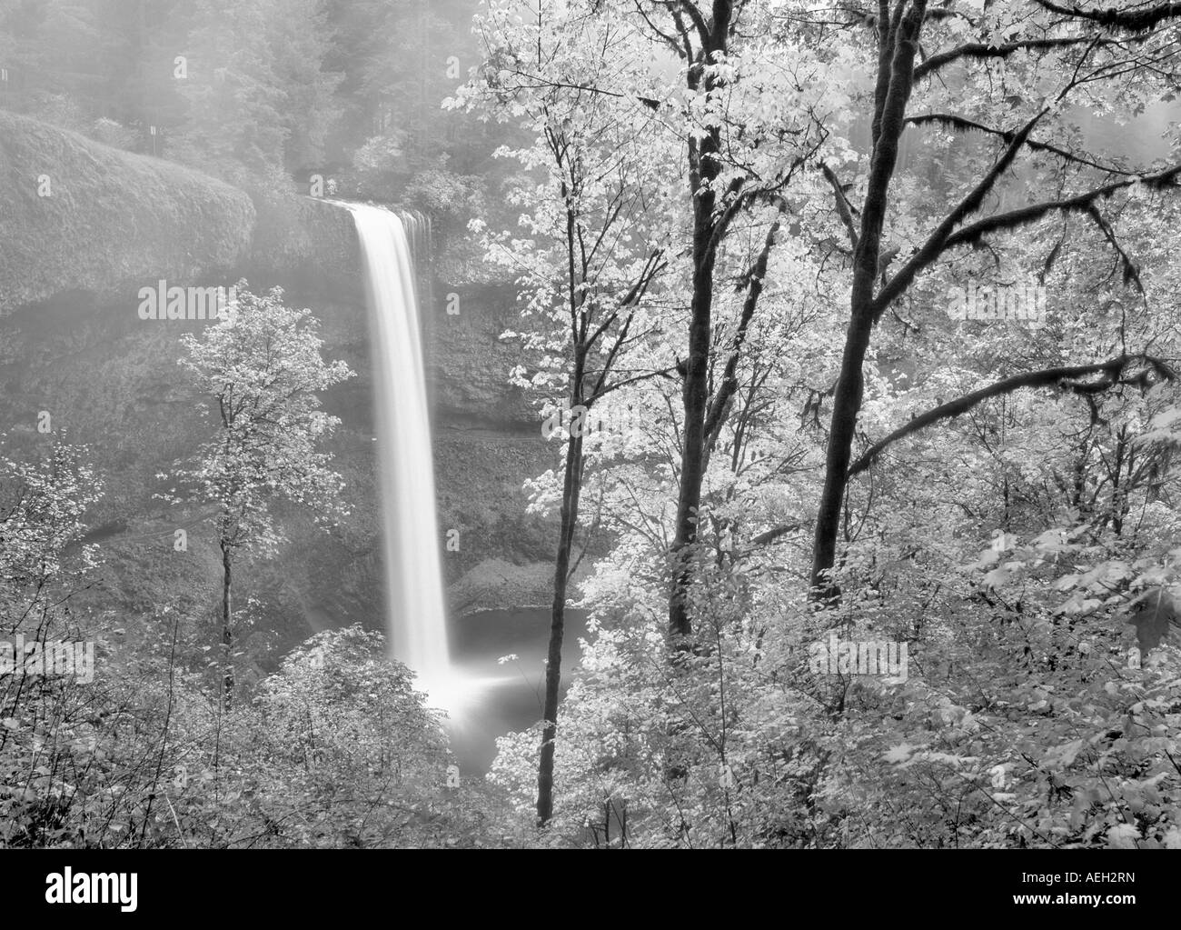 Silver maple leaf Black and White Stock Photos & Images - Alamy