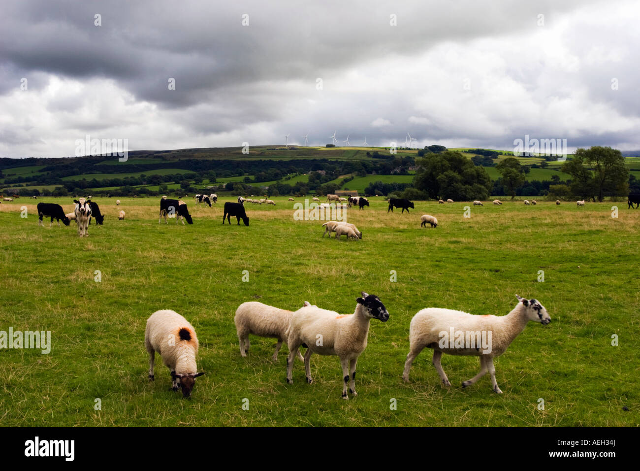 Sheep and cattle in field at the Crook o Lune in Lancaster Stock Photo ...