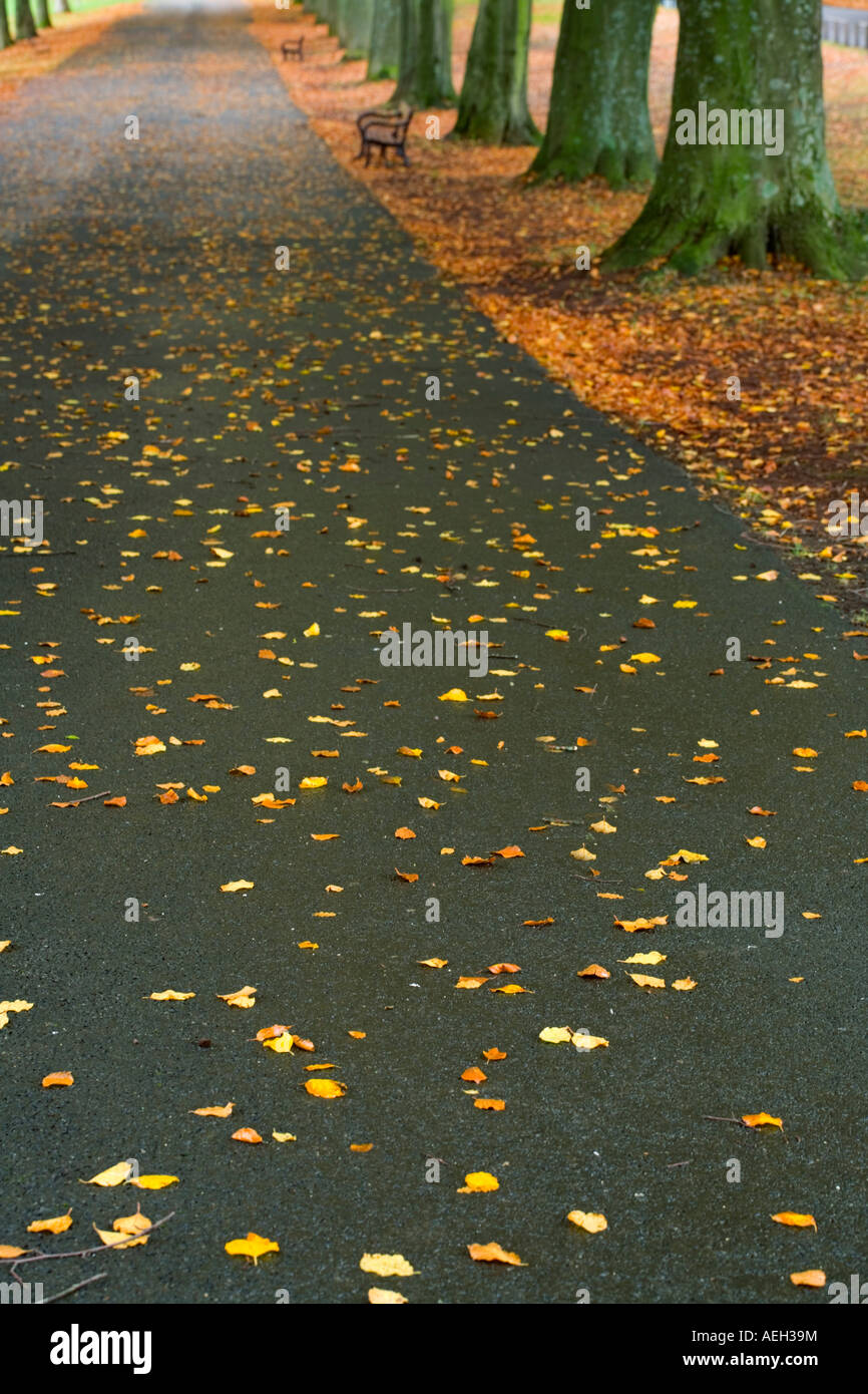 The Promenade Clifton Bristol Autumnal walk along Beech tree avenue ...