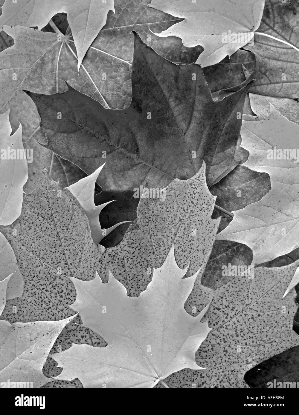 Big leaf vertical Black and White Stock Photos & Images - Alamy