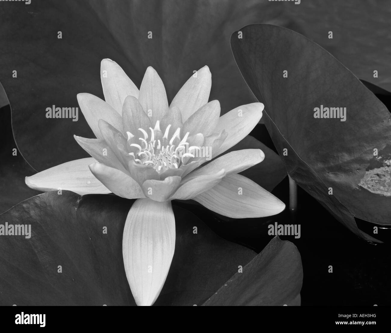 Beautiful lily flowers near Black and White Stock Photos & Images - Alamy