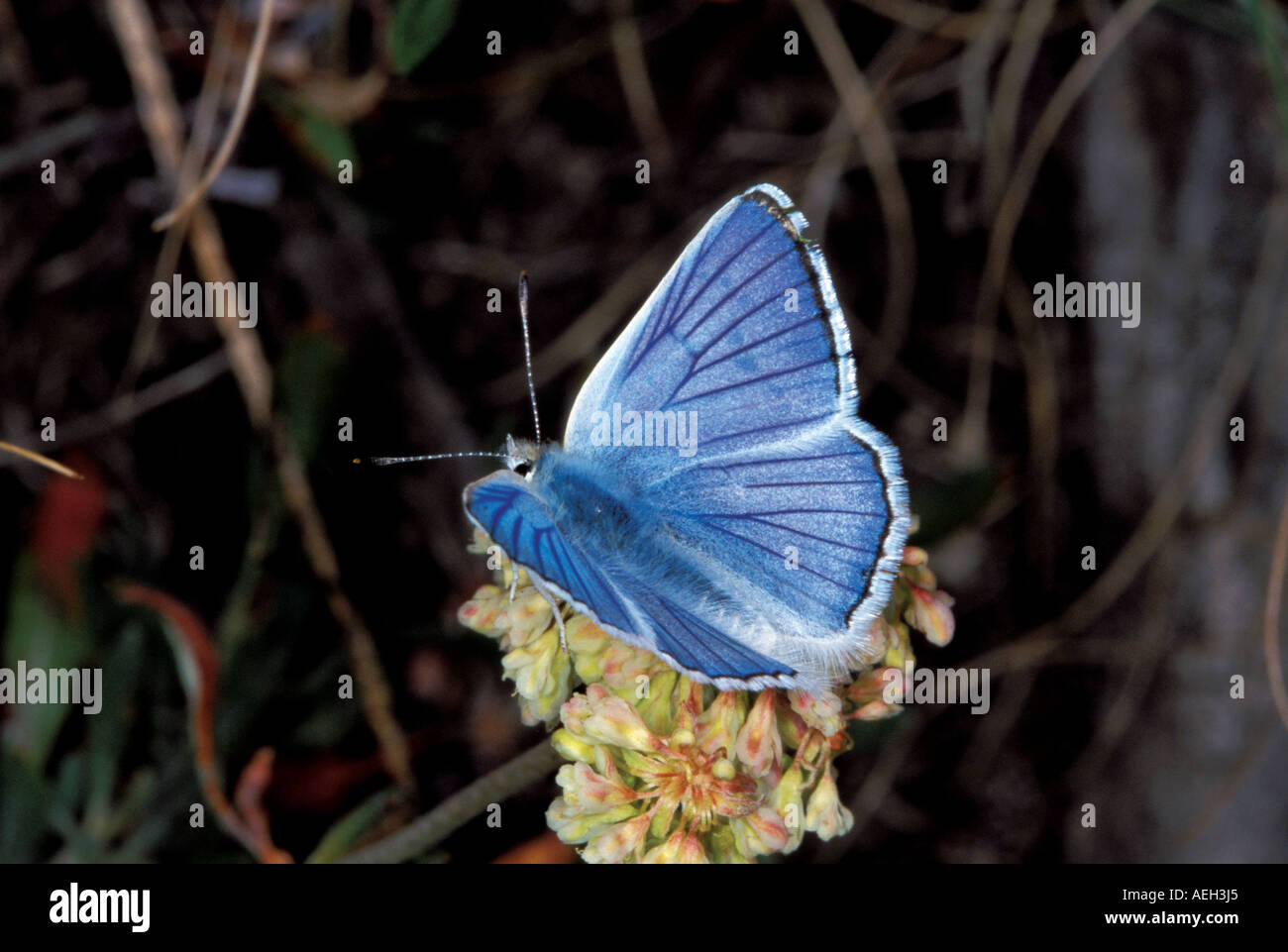 Blue flowers and butterfly hi-res stock photography and images - Alamy