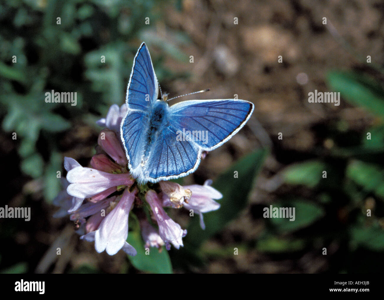 Blue copper butterfly hi-res stock photography and images - Alamy