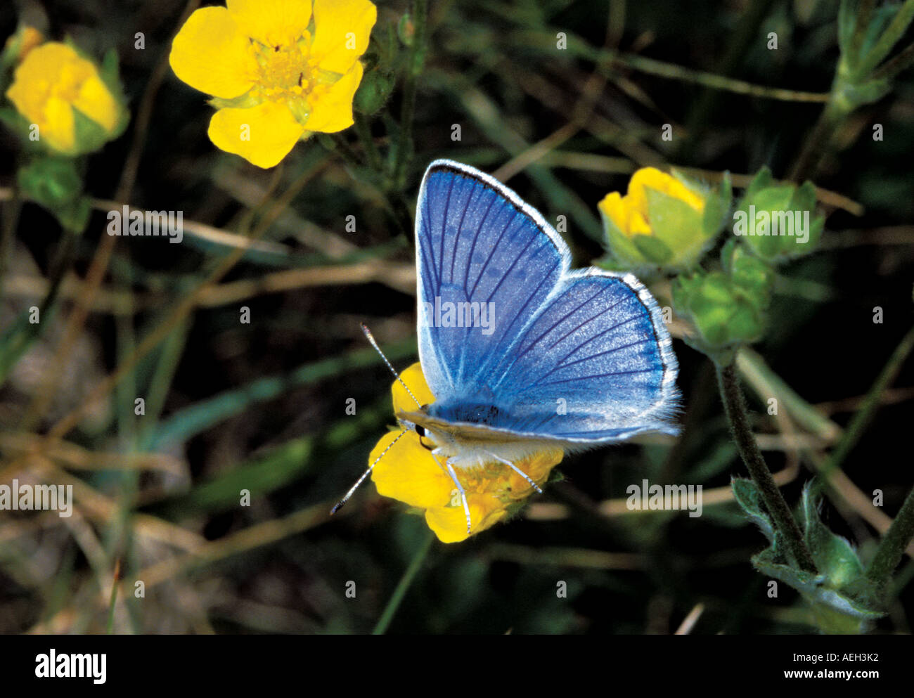 Blue copper butterfly hi-res stock photography and images - Alamy