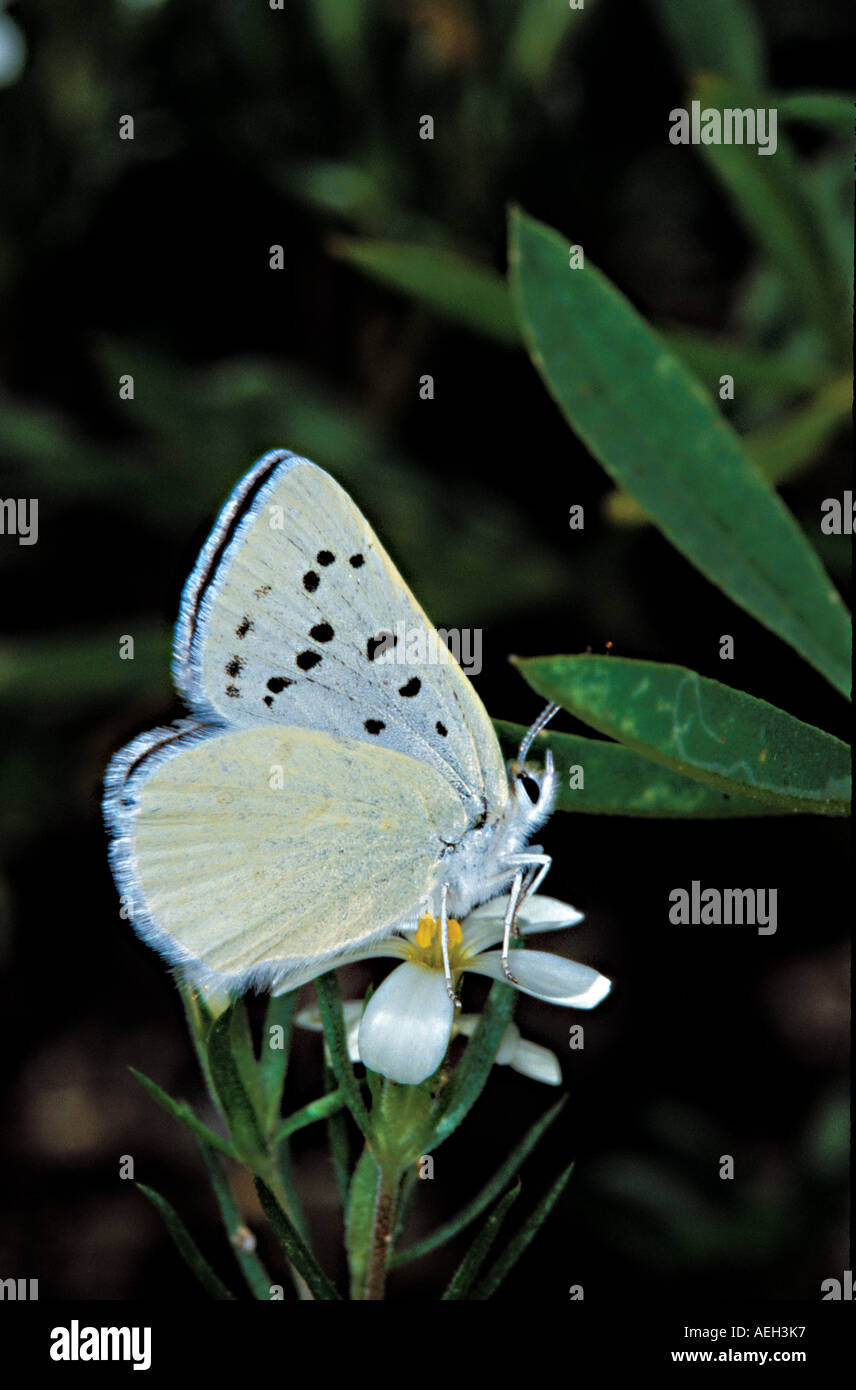 Blue copper butterfly hi-res stock photography and images - Alamy