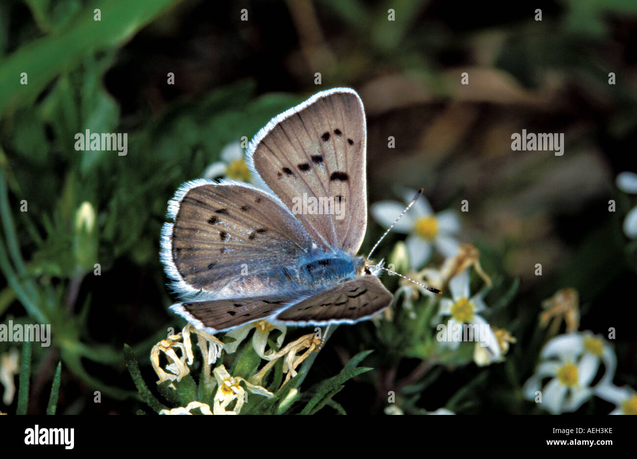 Blue copper butterfly hi-res stock photography and images - Alamy