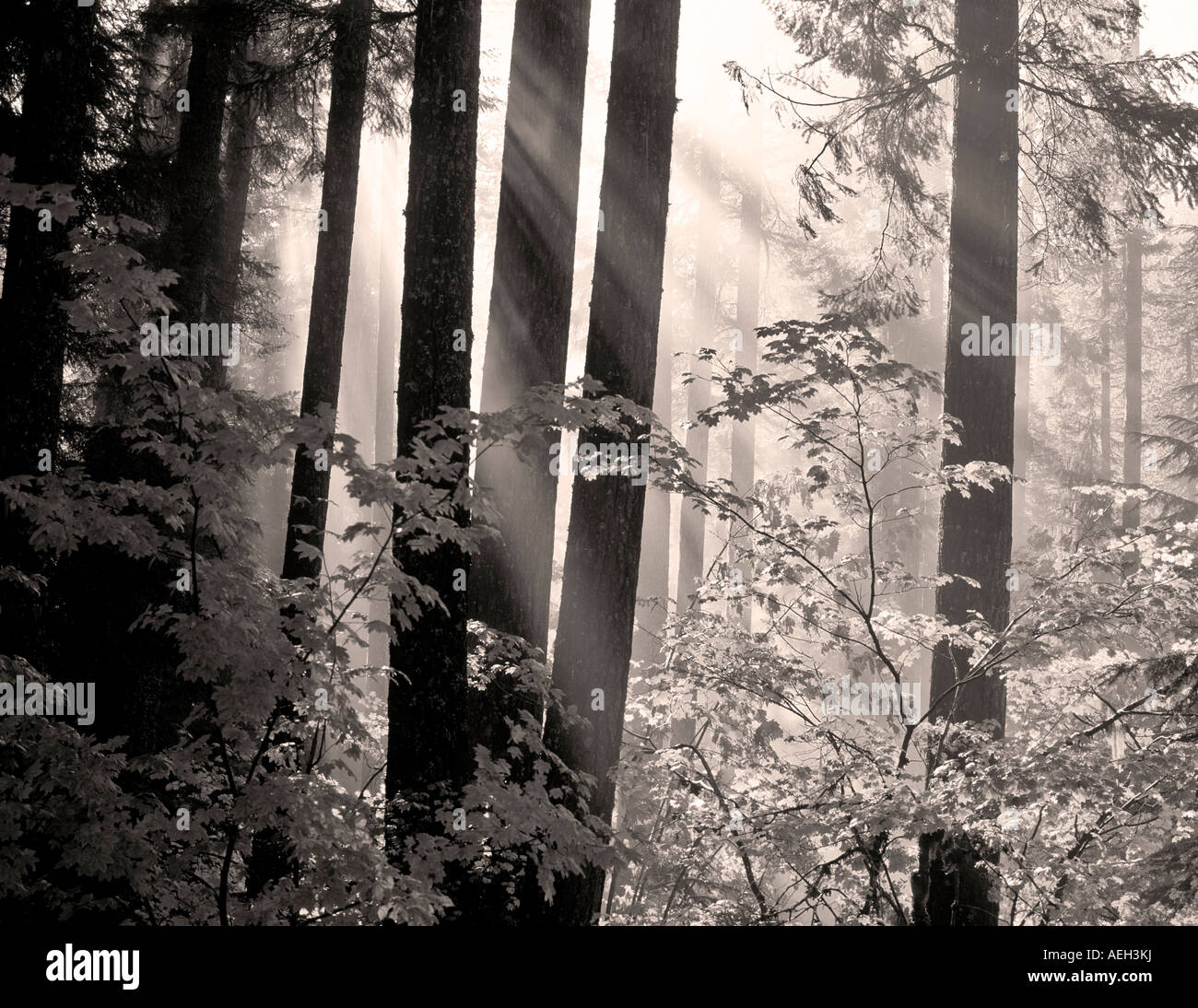 Aufderheide scenic byway hi-res stock photography and images - Alamy