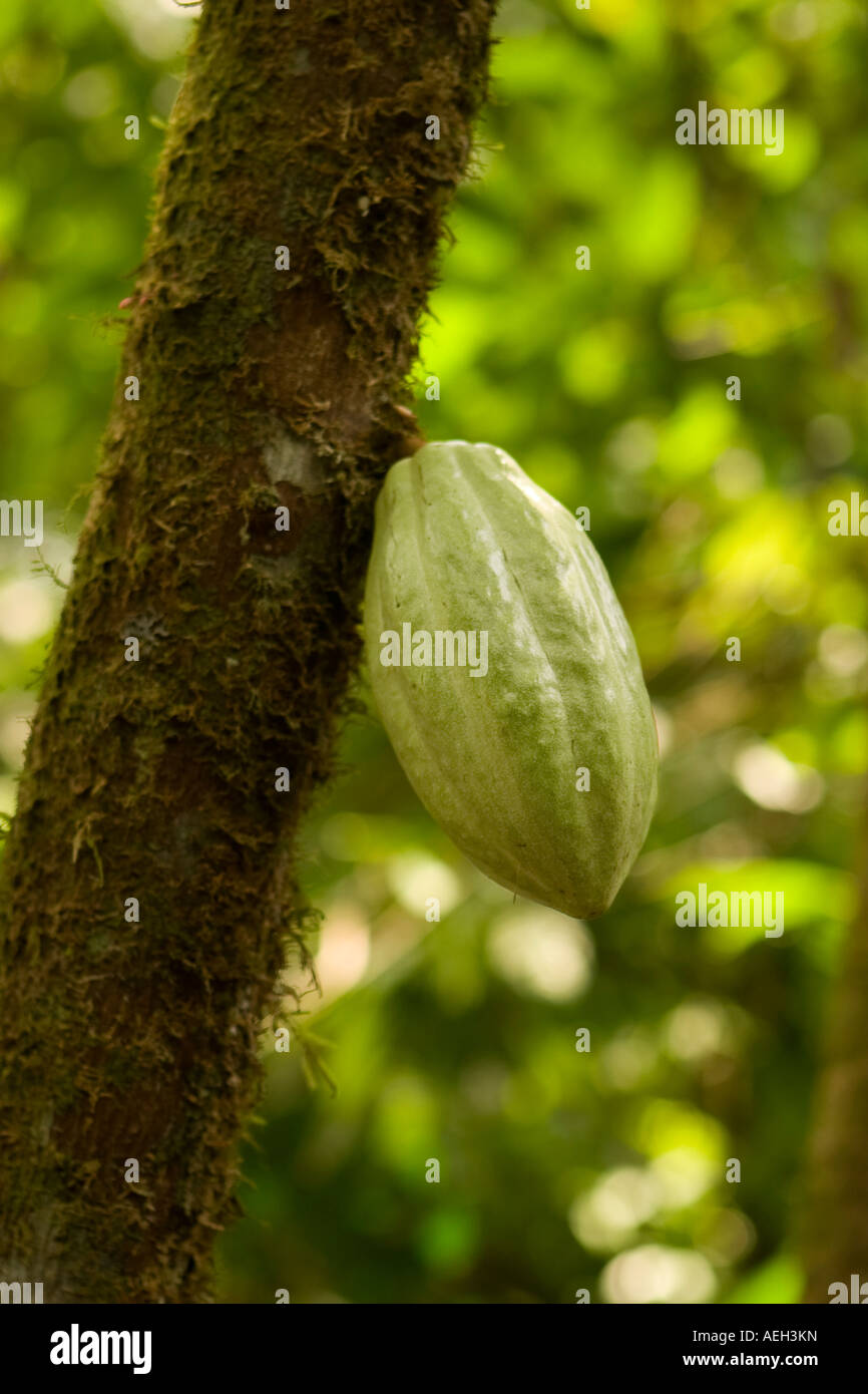 Chocolate farm costa rica hi-res stock photography and images - Alamy