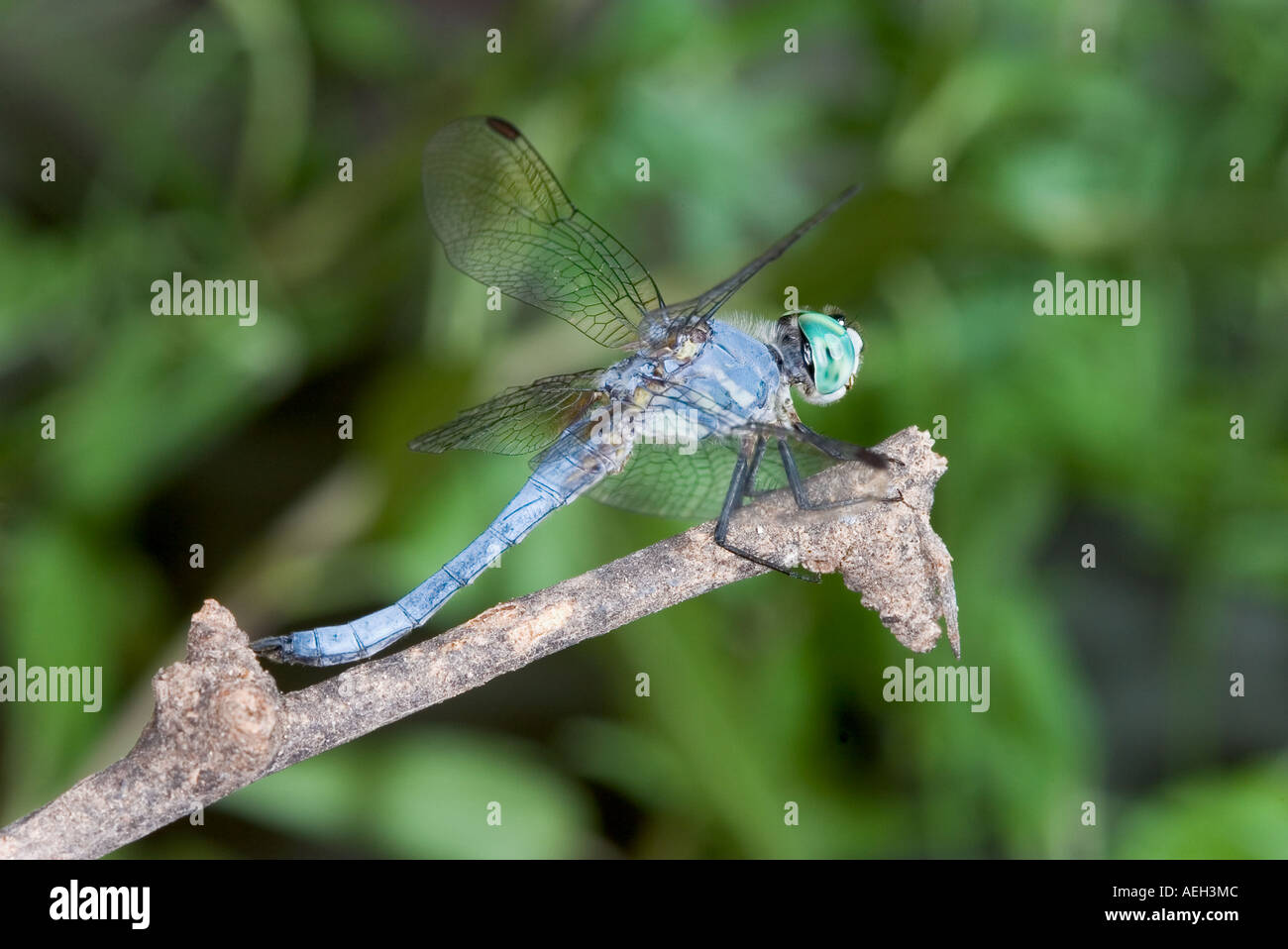 Dragonfly in desert hi-res stock photography and images - Alamy