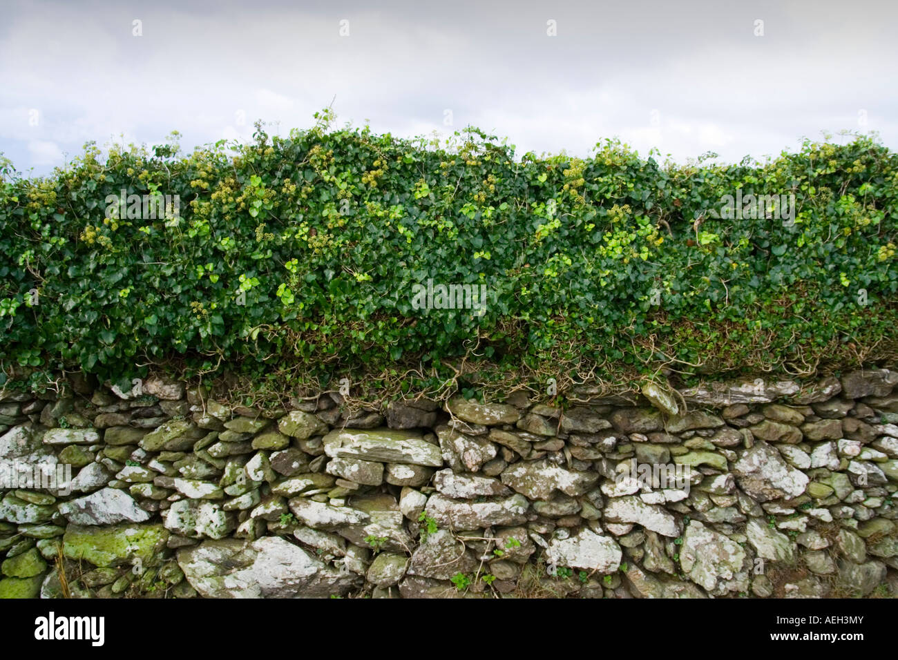 Stone wall on Devon farmland covered with Ivy Stock Photo - Alamy