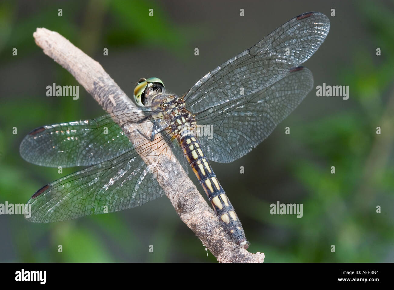 Female Blue Dasher dragonfly perches on twig near lake in the desert ...