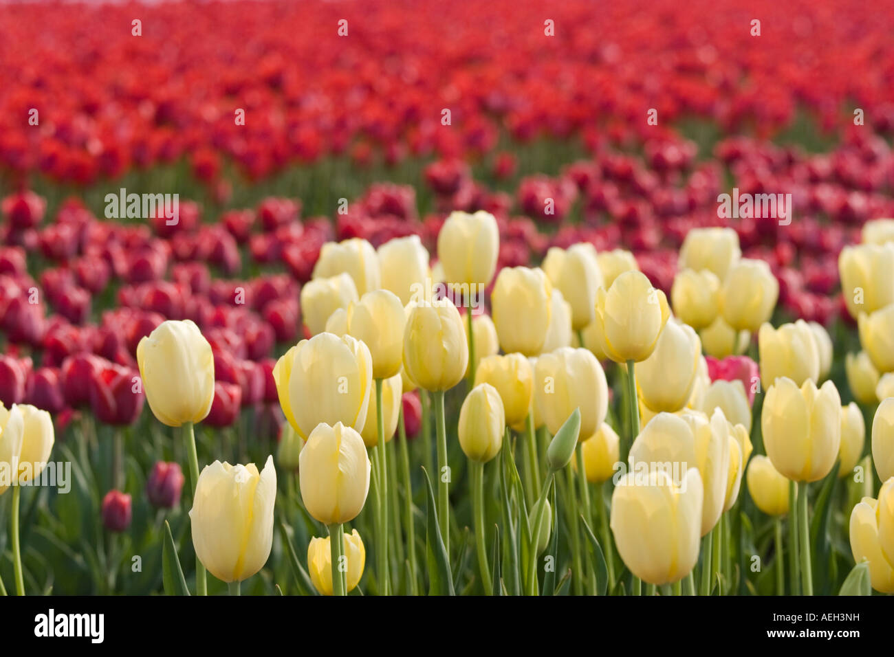 Zuid holland netherlands tulip hi-res stock photography and images - Alamy