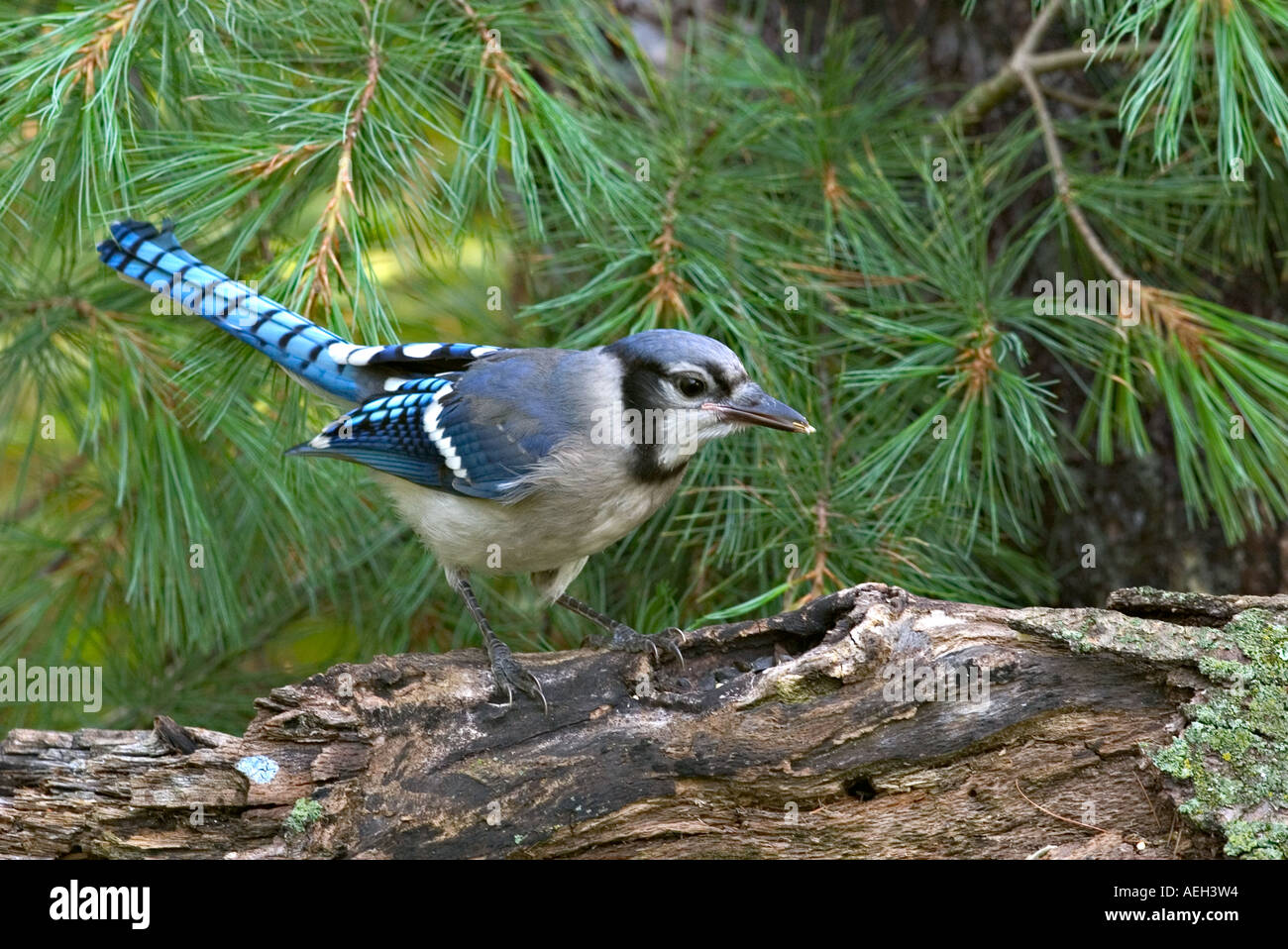 Immature jay hi-res stock photography and images - Alamy