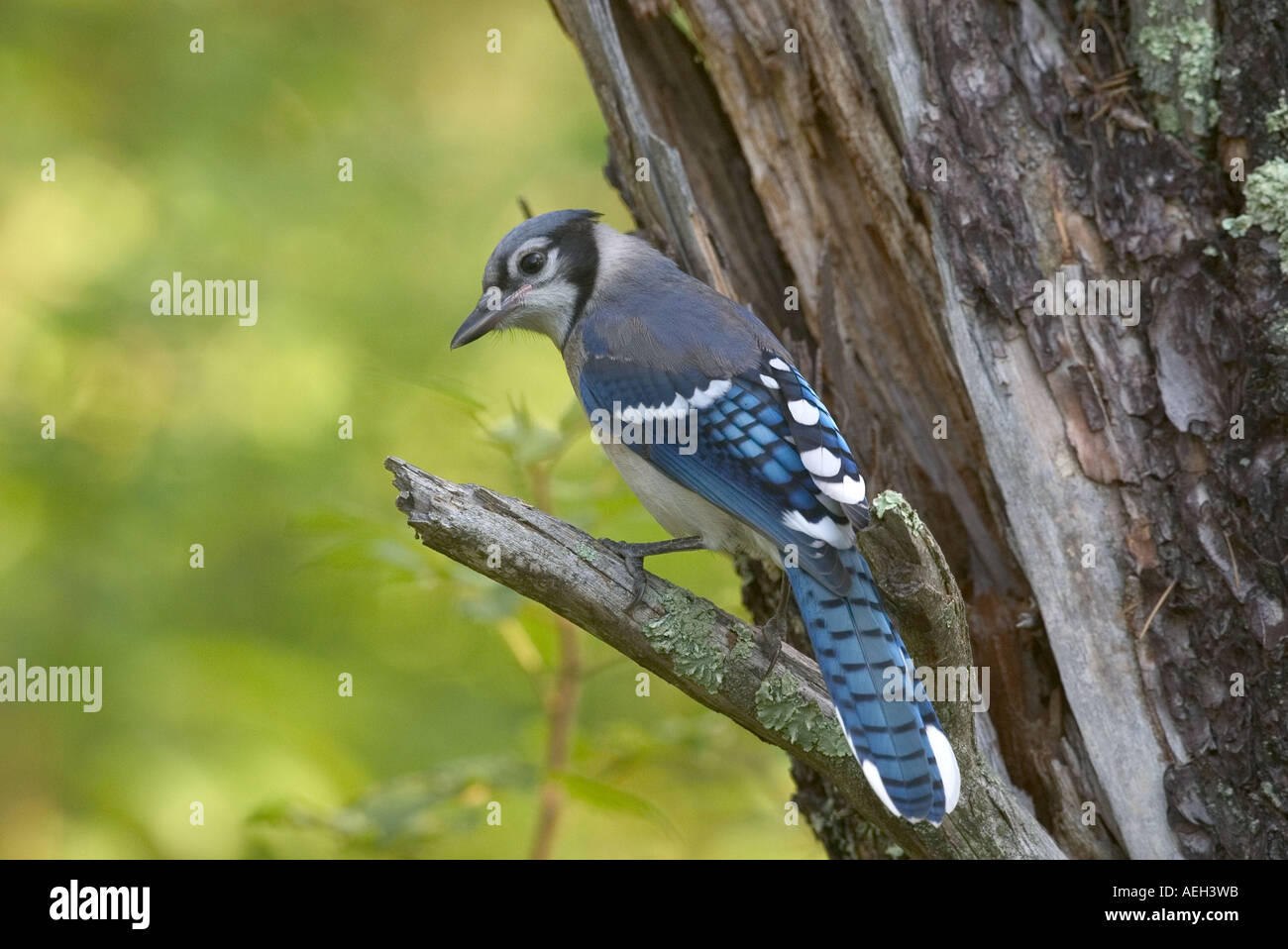 Immature blue jay hi-res stock photography and images - Alamy
