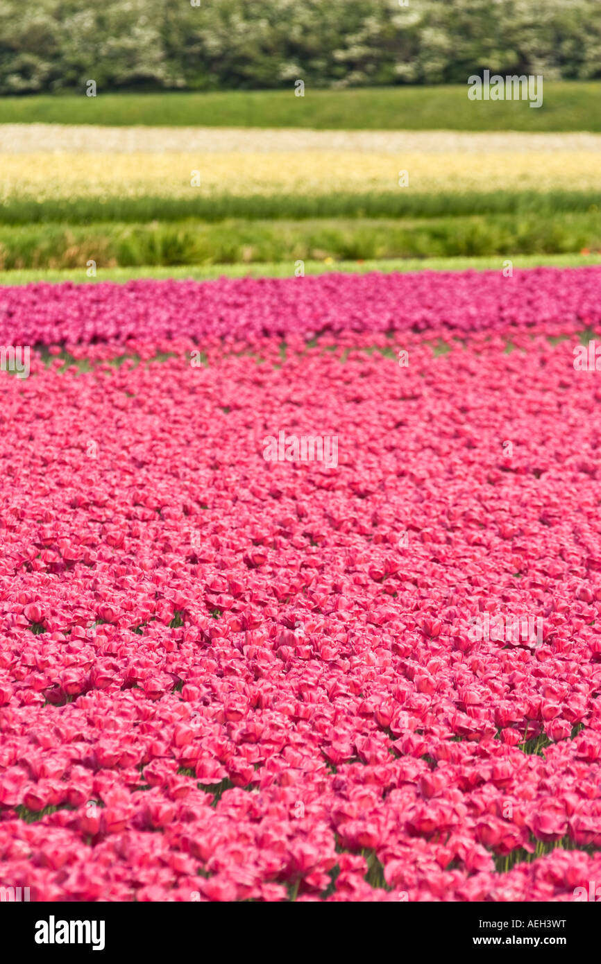 Pink Tulip field Netherlands (Holland Stock Photo - Alamy