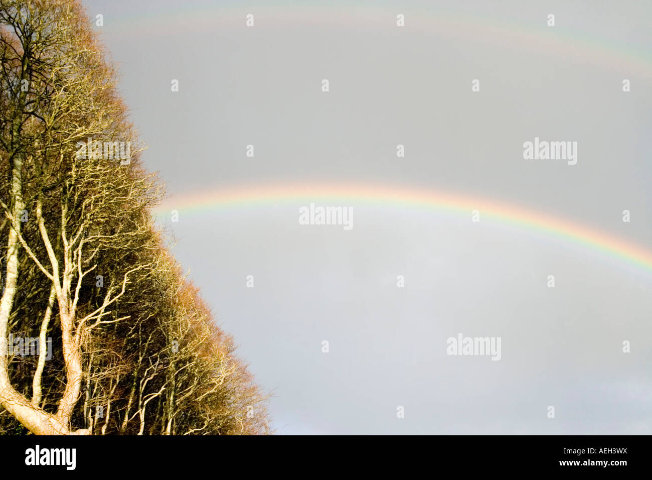rainbow over trees in winter Stock Photo - Alamy