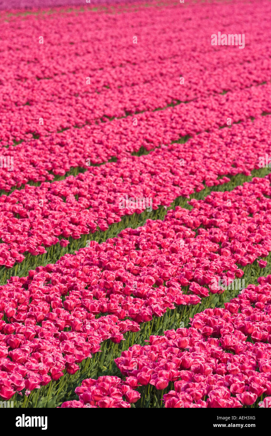 Pink Tulip field Netherlands (Holland Stock Photo - Alamy
