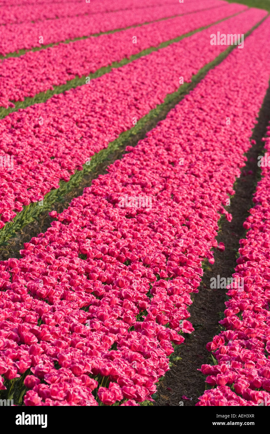 Pink Tulip field Netherlands (Holland Stock Photo - Alamy