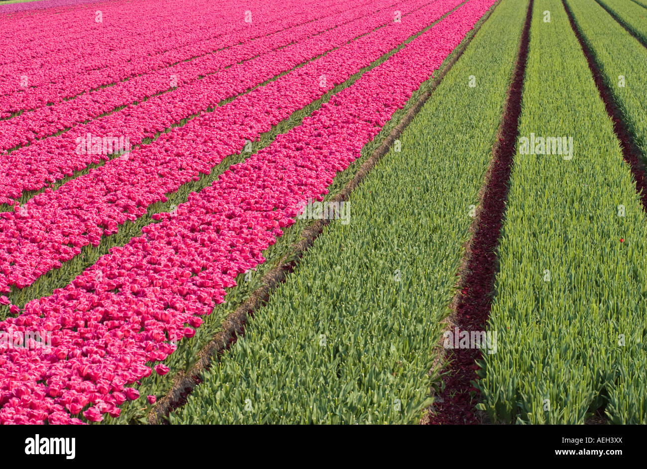 Tulip for cut flower hi-res stock photography and images - Alamy