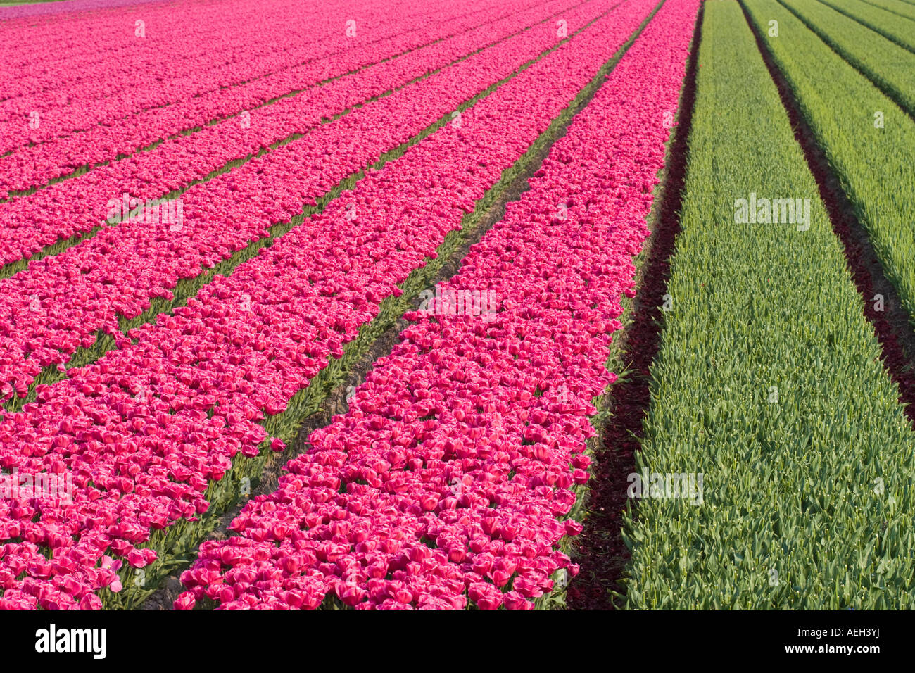 Tulip for cut flower hi-res stock photography and images - Alamy