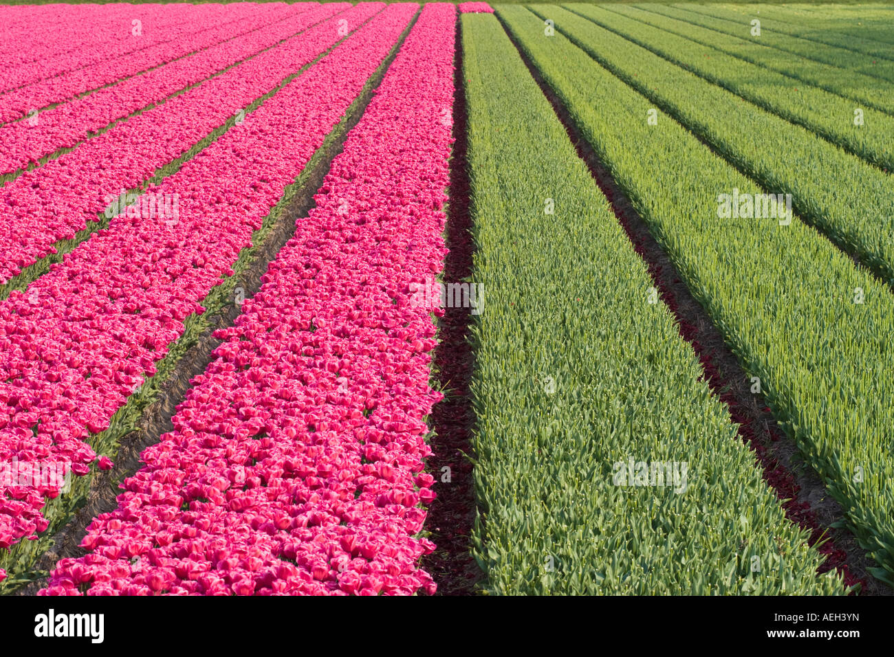 Tulip field half field the flower heads are cut, Netherlands Stock ...