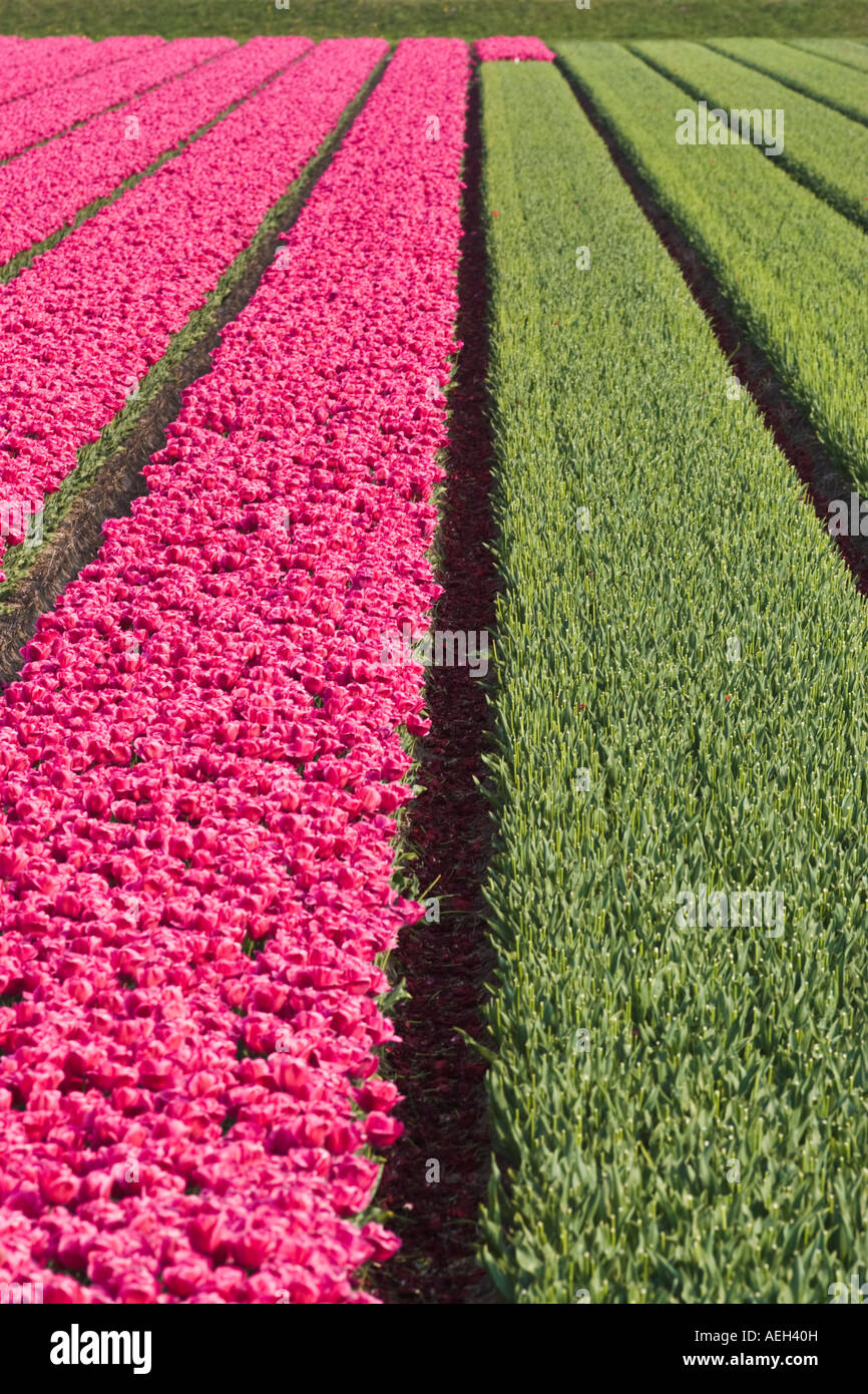Tulip field half field the flower heads are cut, Netherlands Stock ...