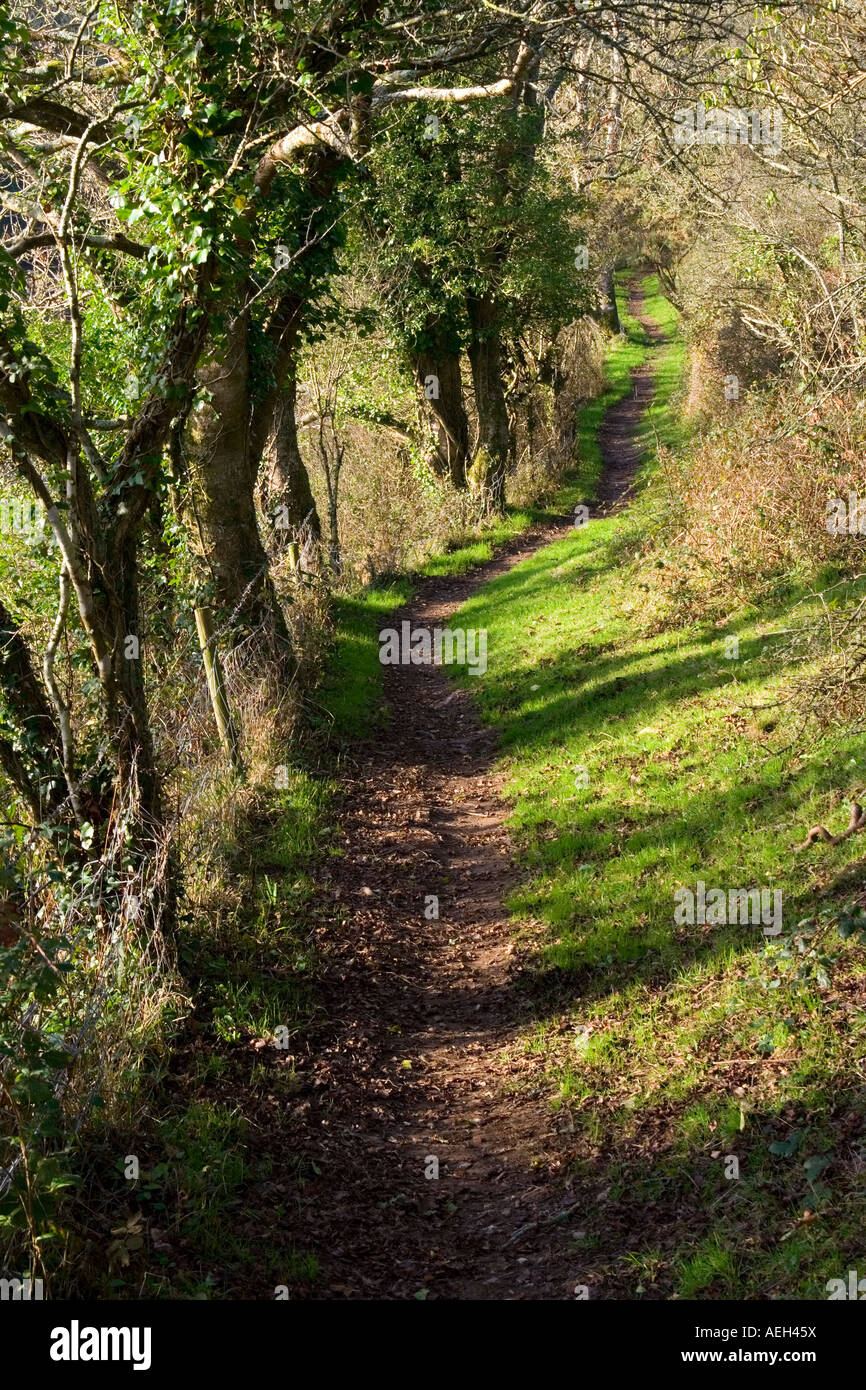 Country lane at of woodland autumn Stock Photo - Alamy