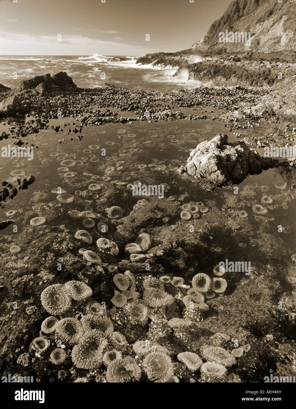 Anemonies hi-res stock photography and images - Alamy