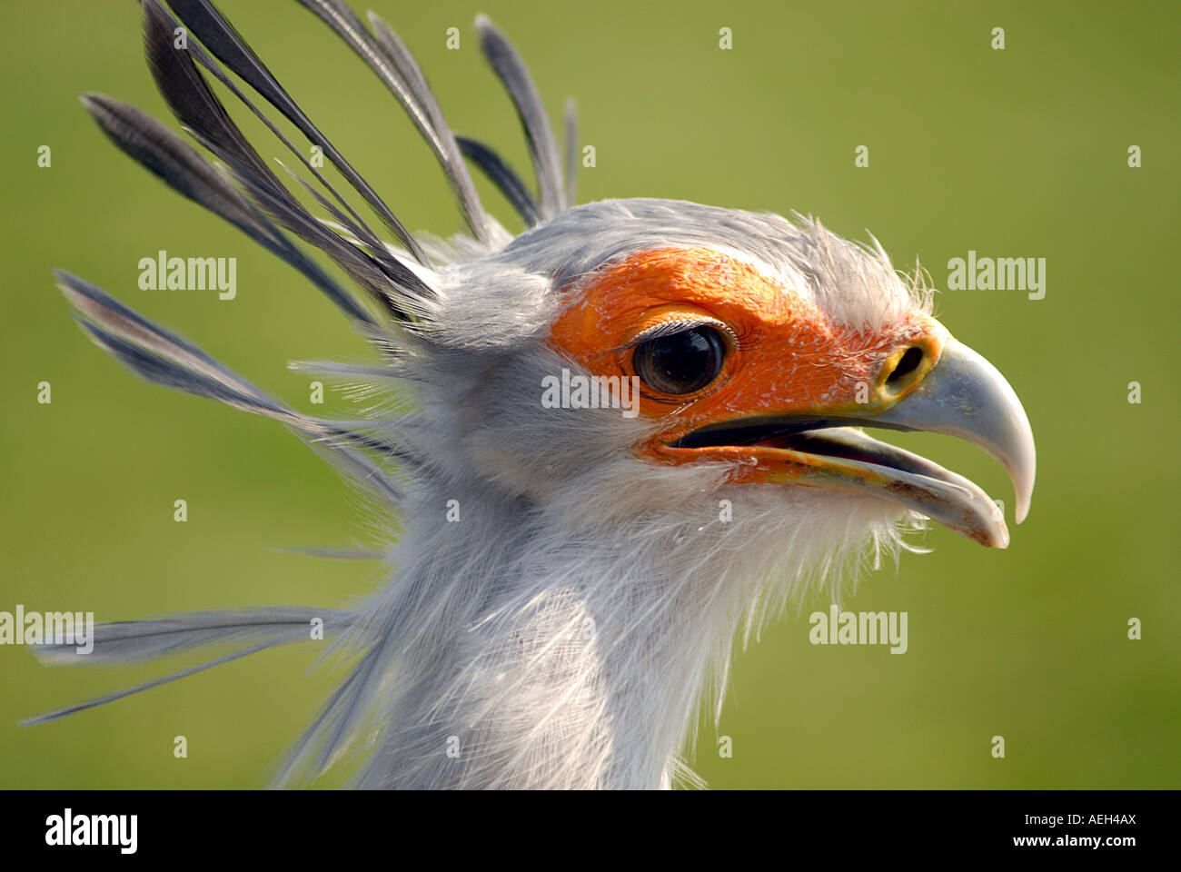 A close-up of the Secretary bird - Sagitarius serpentarius Stock Photo ...