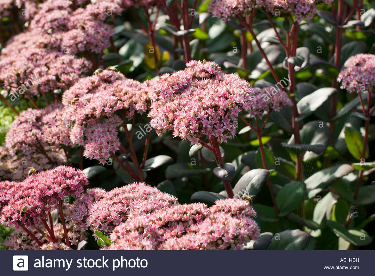 Sedum Matrona Stock Photos & Sedum Matrona Stock Images - Alamy