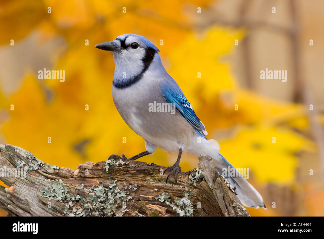 Bird with undulating flight hi-res stock photography and images - Alamy