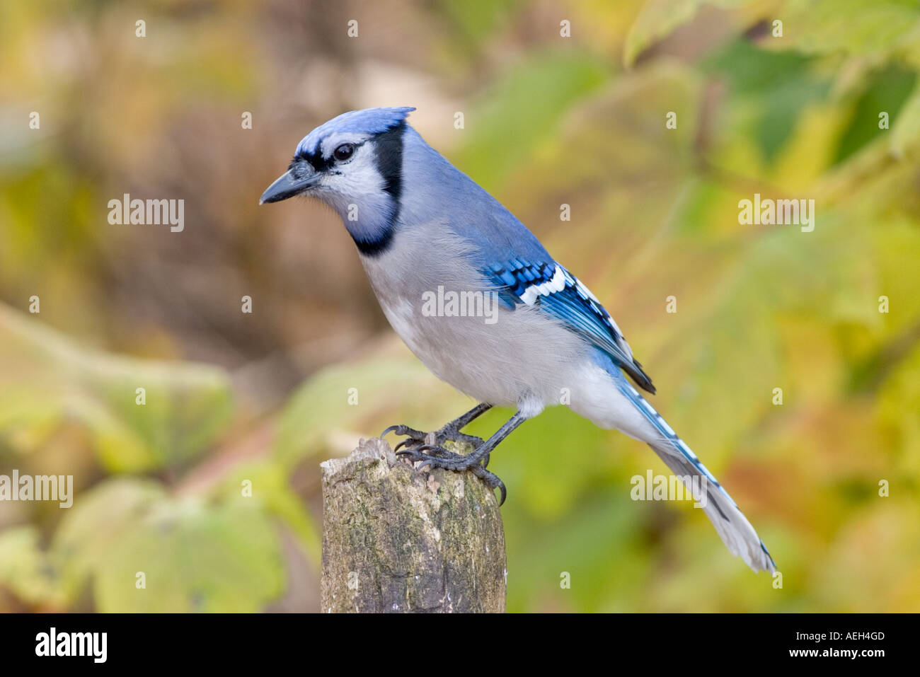 Crested blue jay hi-res stock photography and images - Alamy