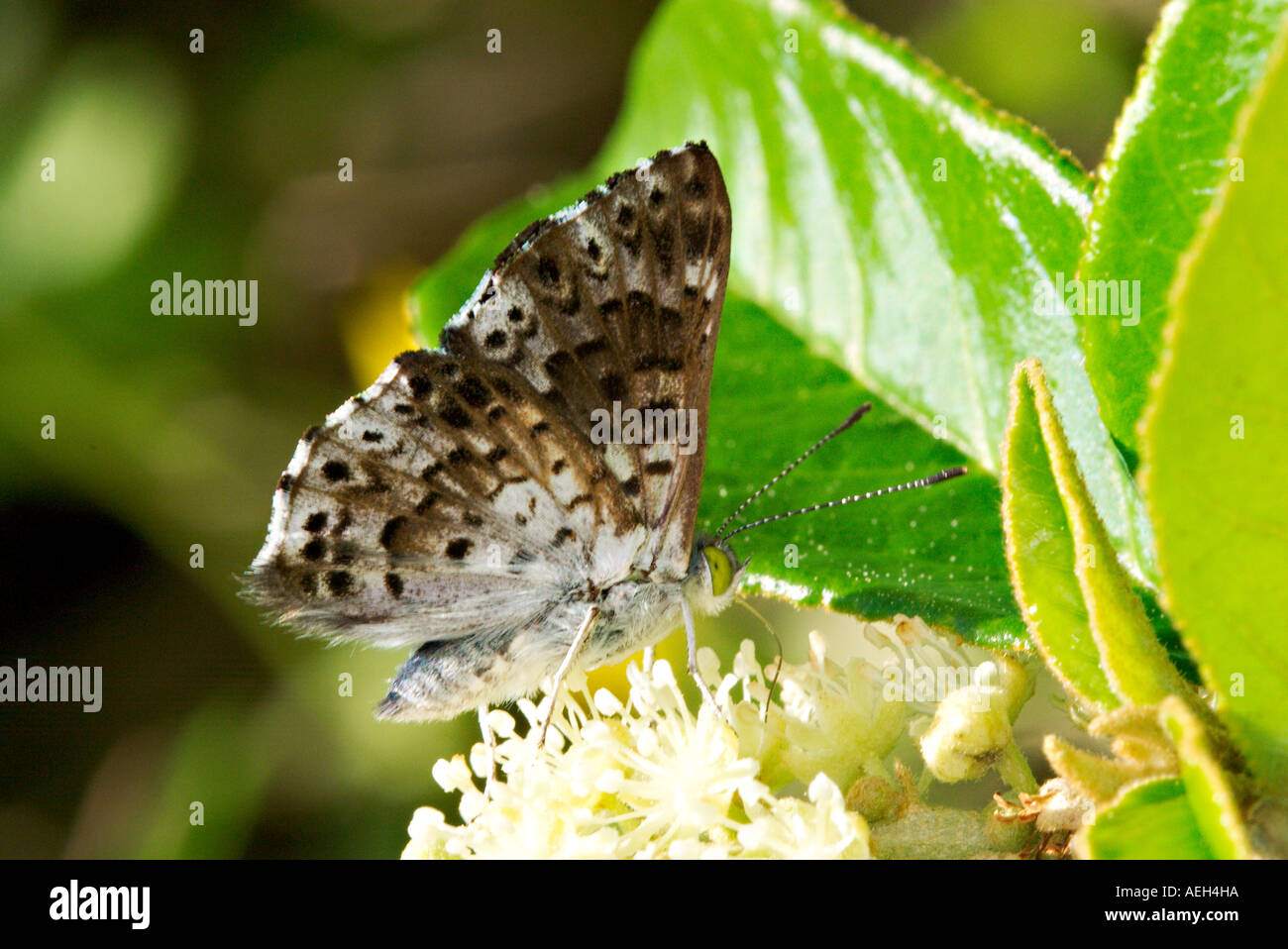 Blue metalmark butterfly hi-res stock photography and images - Alamy