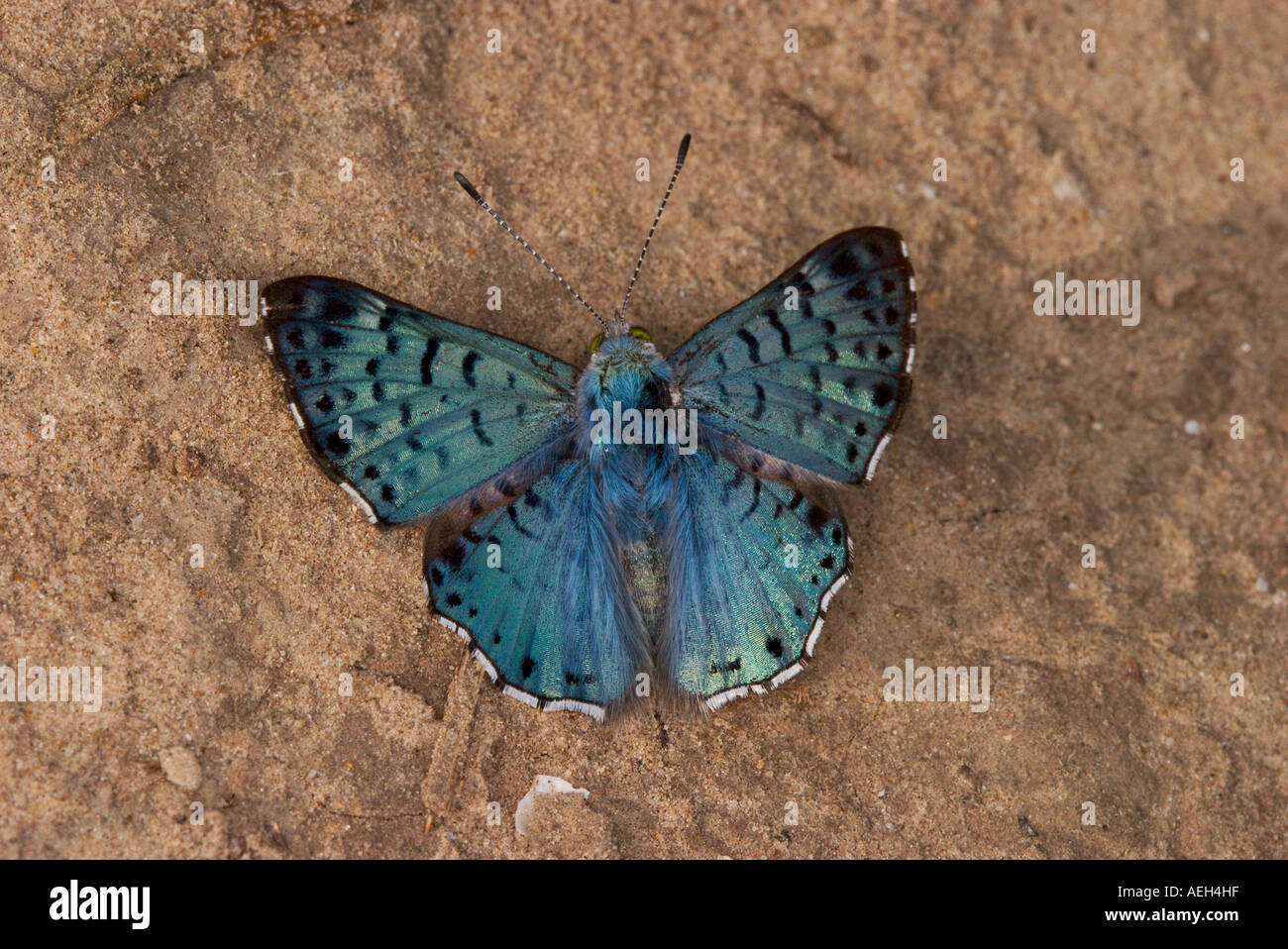 Blue metalmark butterfly hi-res stock photography and images - Alamy