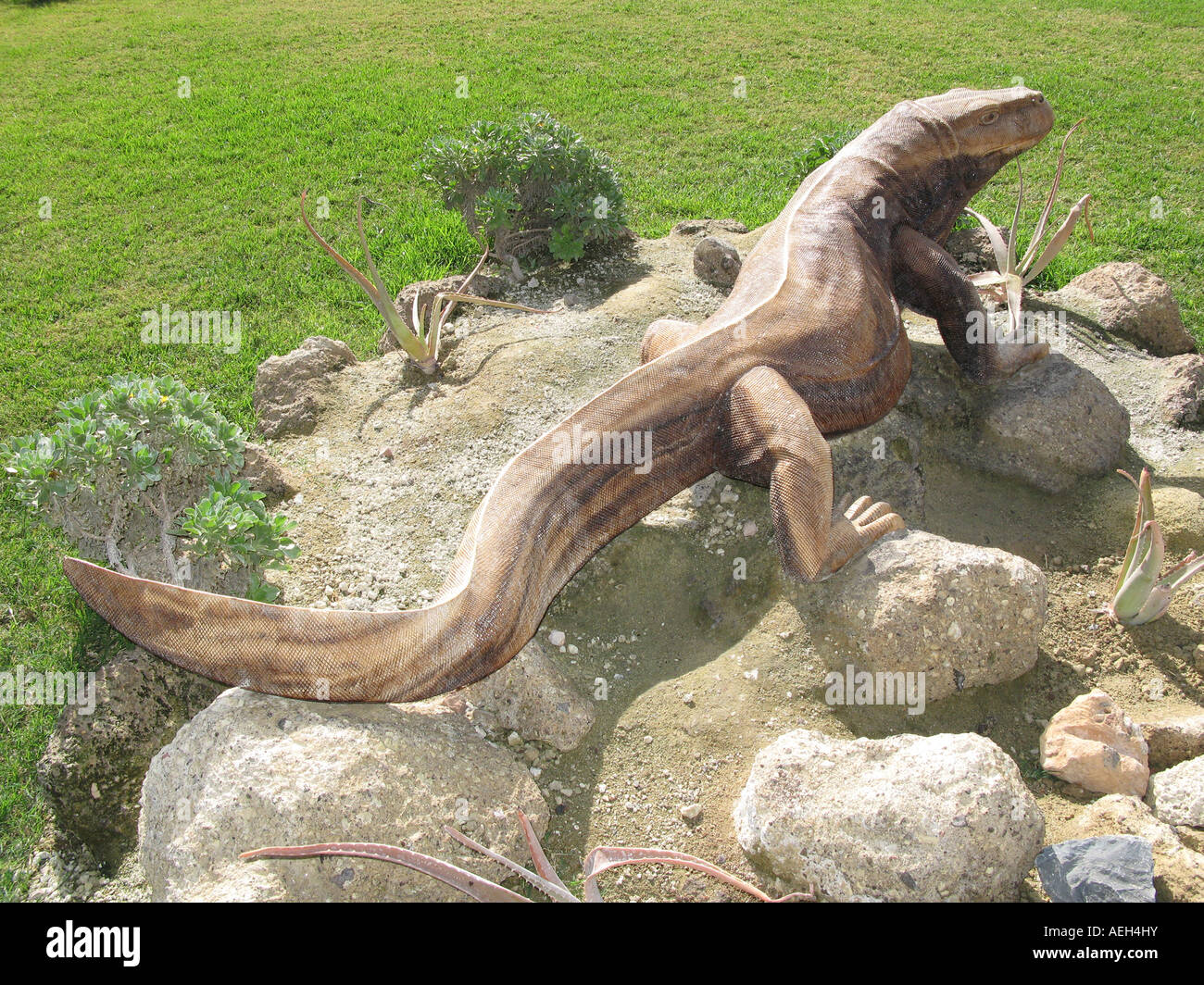 Komodo dragon Varanus komodoensis monitor lizard Stock Photo - Alamy
